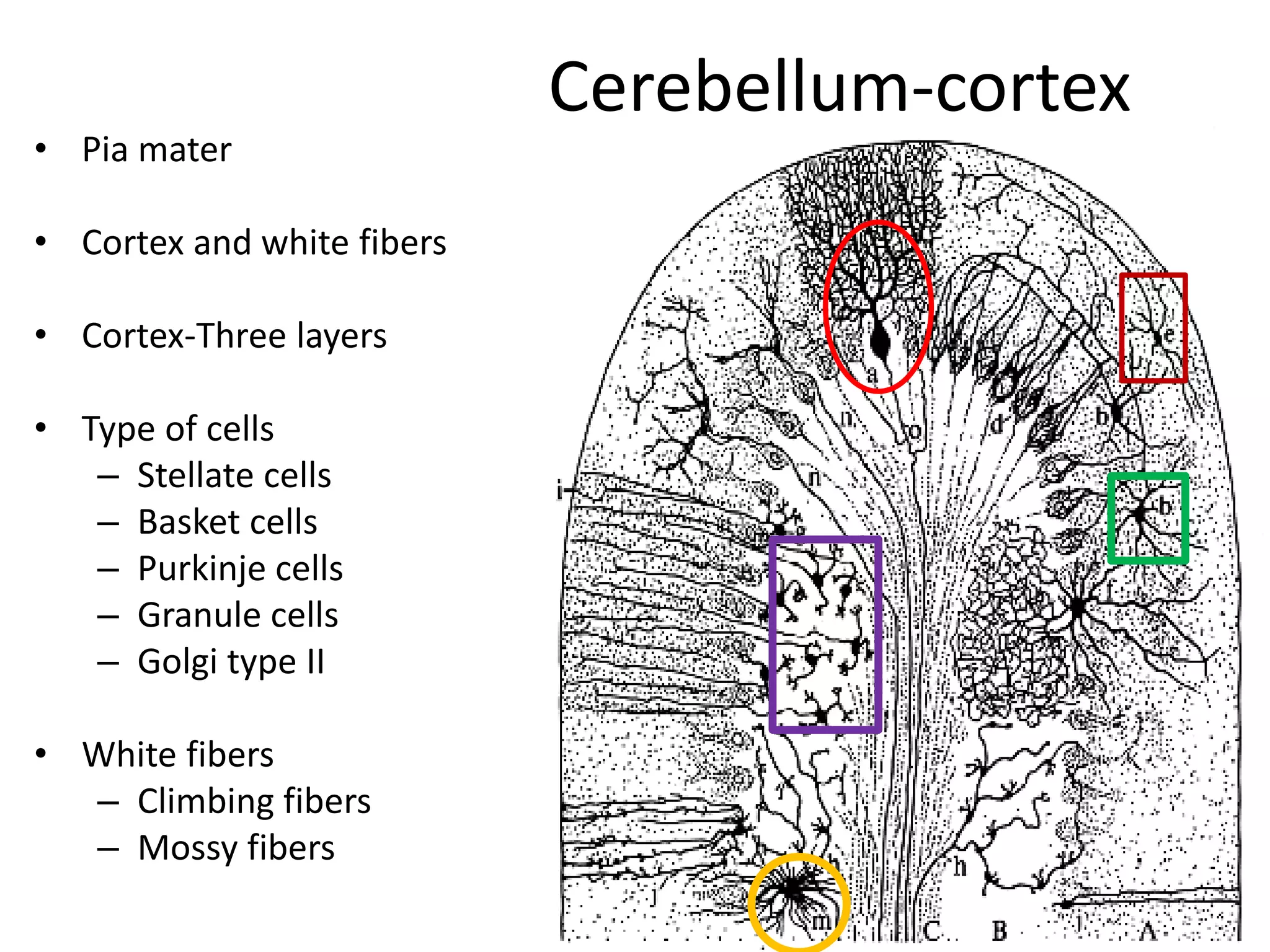 Histology of cerebrum and cerebellum | PDF