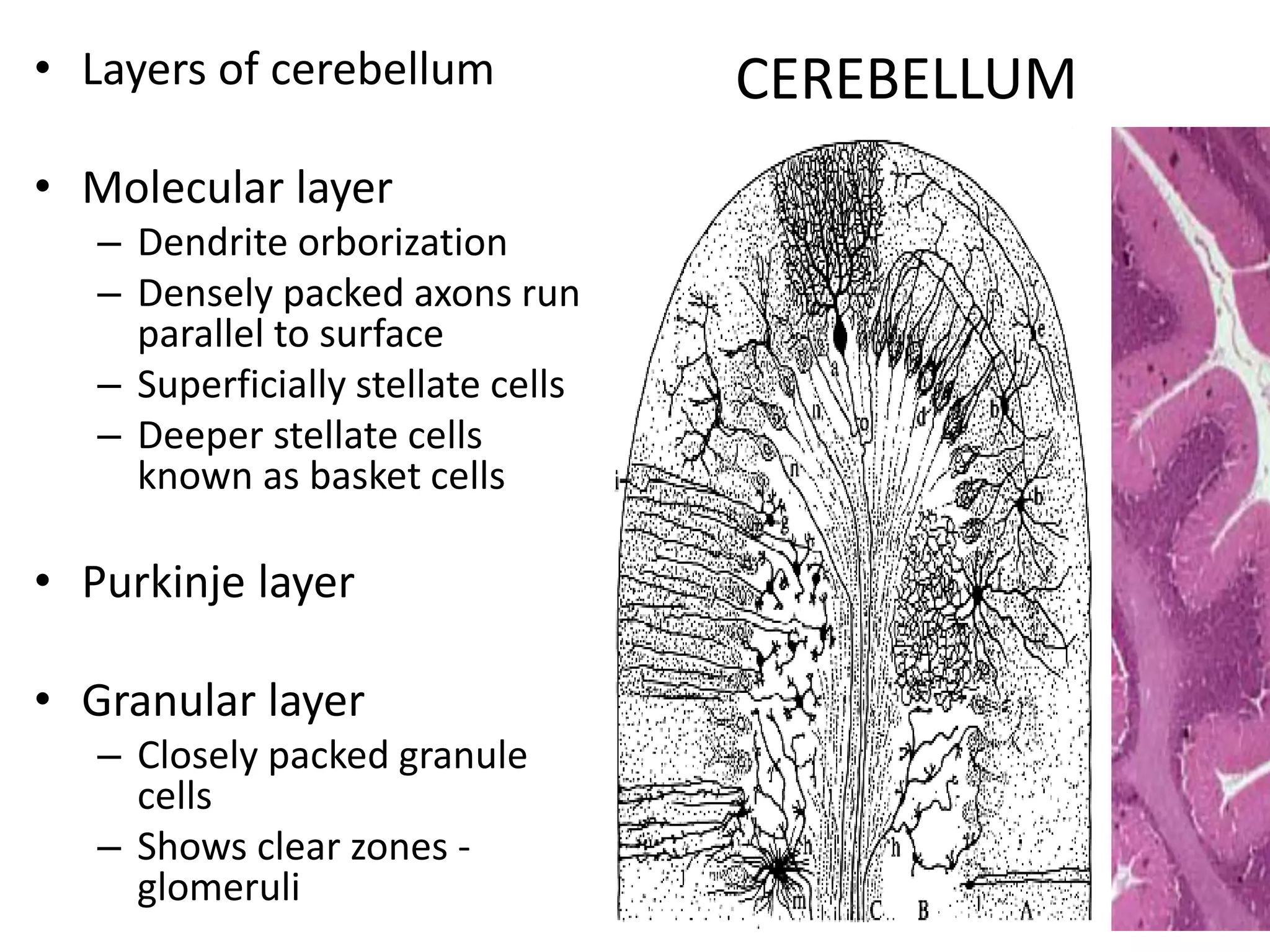 Histology of cerebrum and cerebellum | PDF