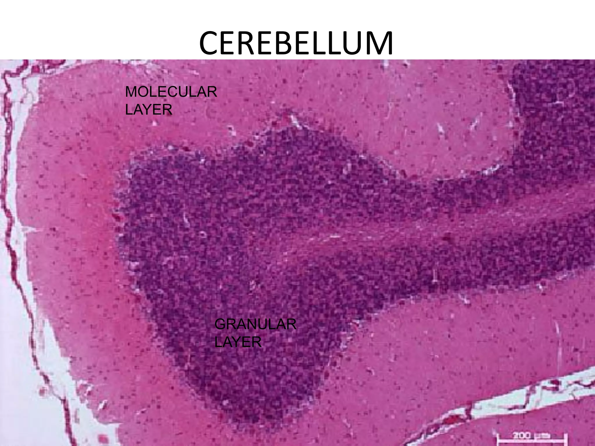 Histology of cerebrum and cerebellum | PDF