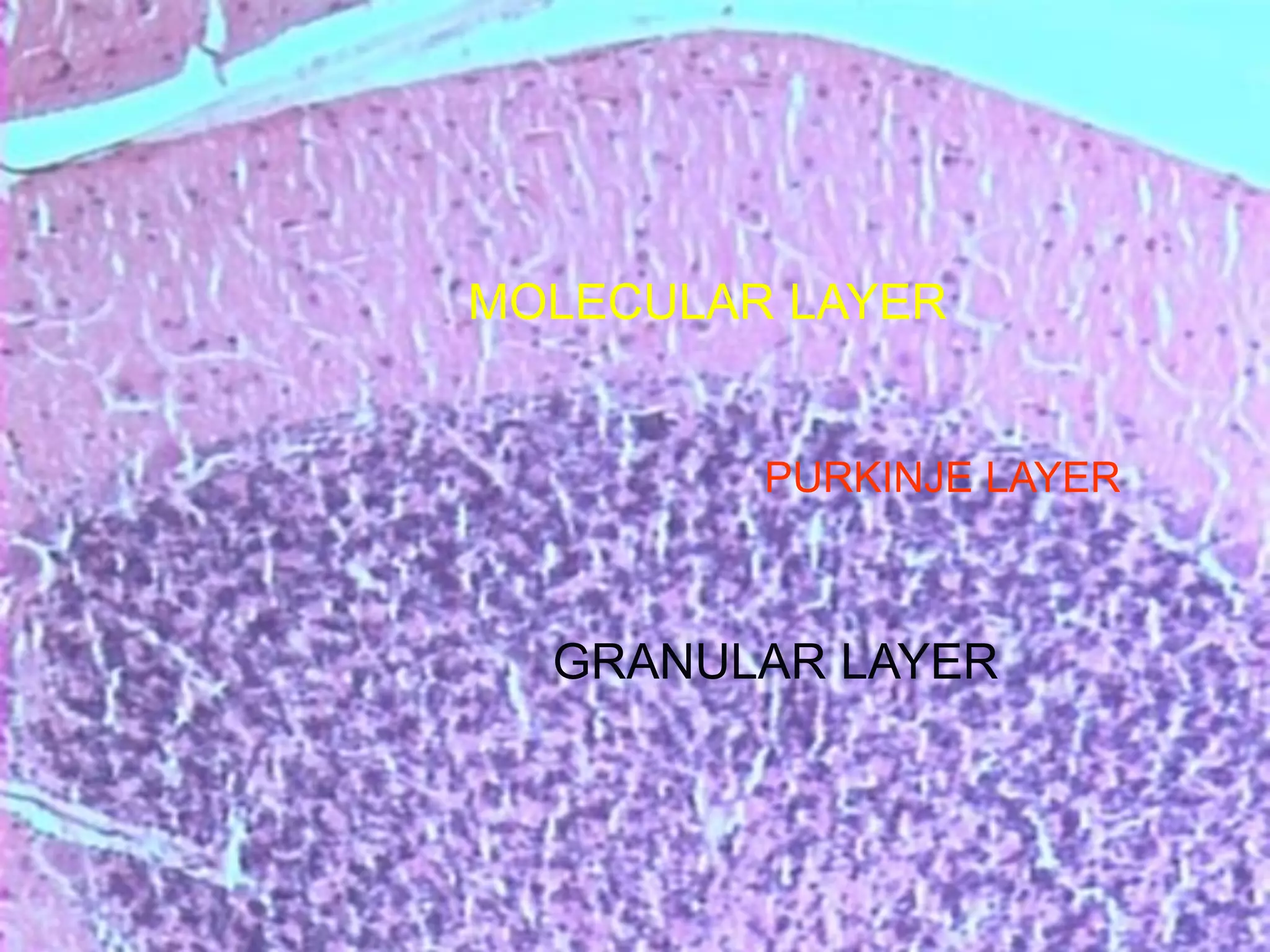 Histology of cerebrum and cerebellum | PDF