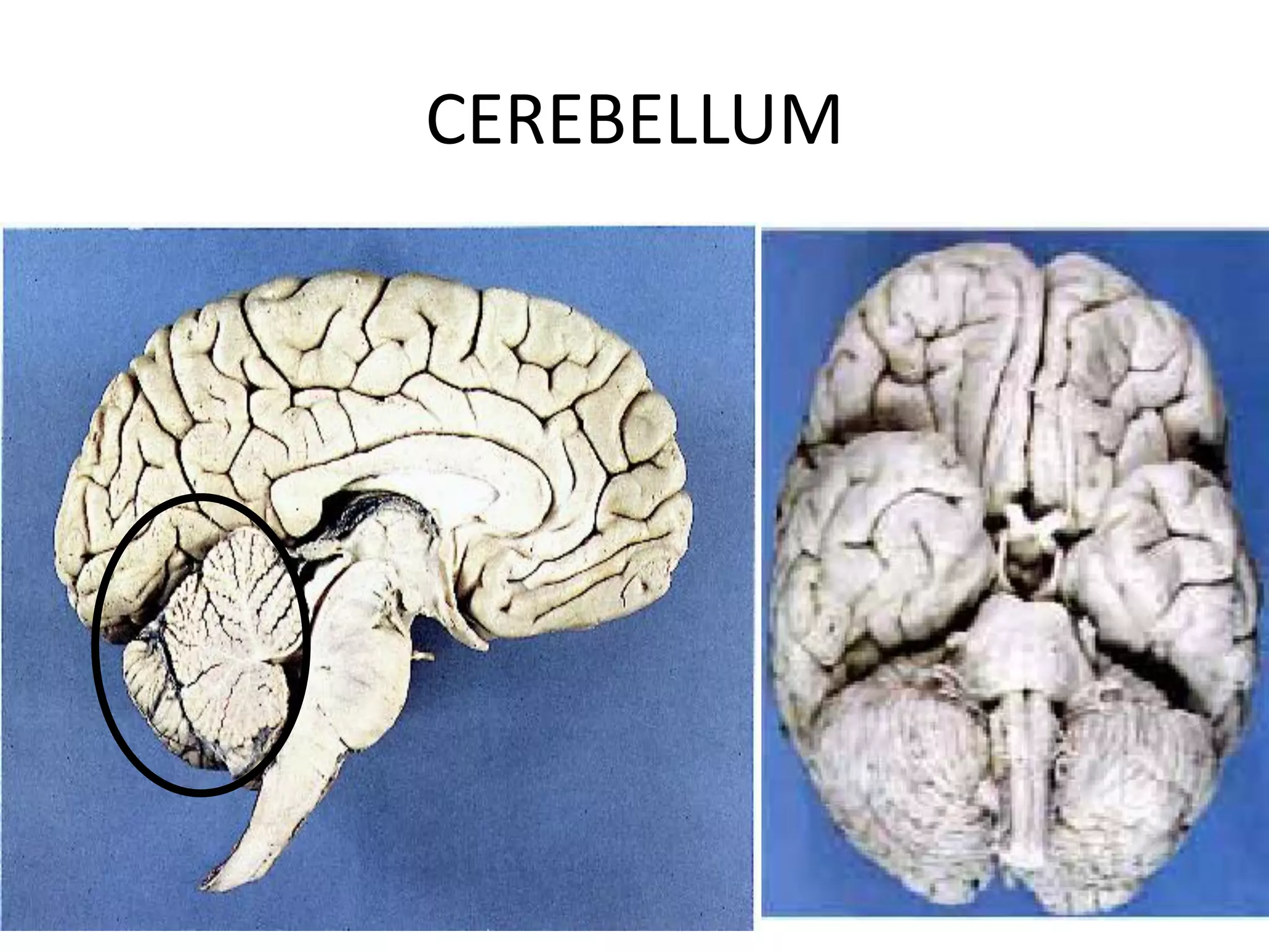 Histology of cerebrum and cerebellum | PDF