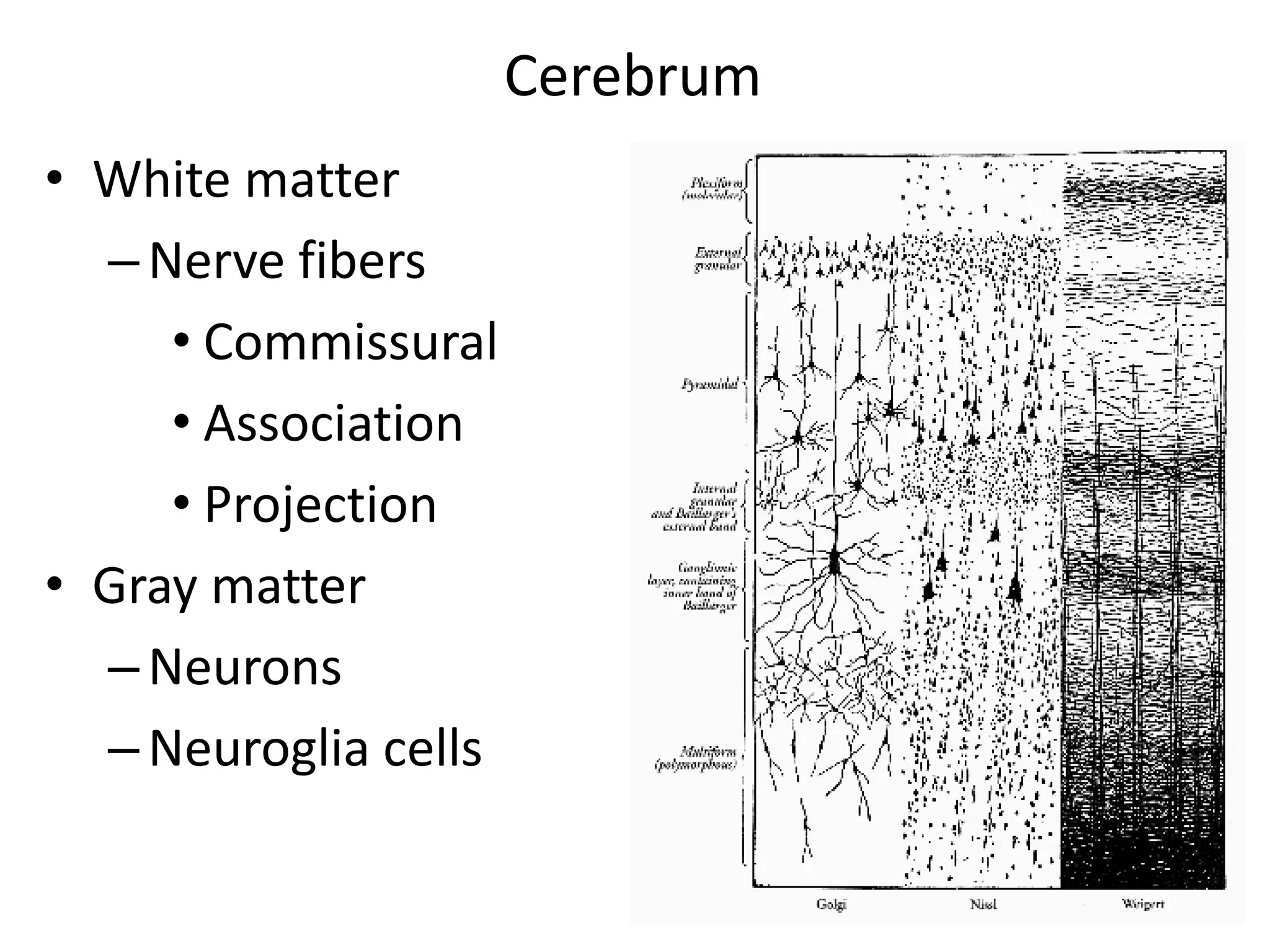 Histology of cerebrum and cerebellum | PDF