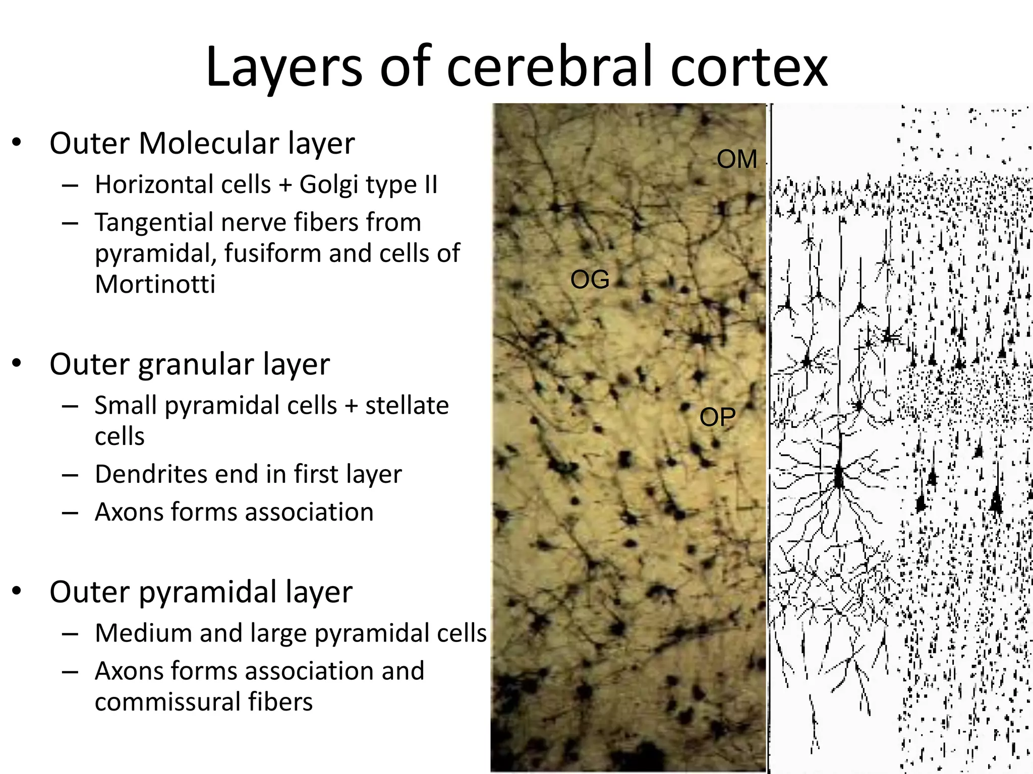 Histology of cerebrum and cerebellum | PDF
