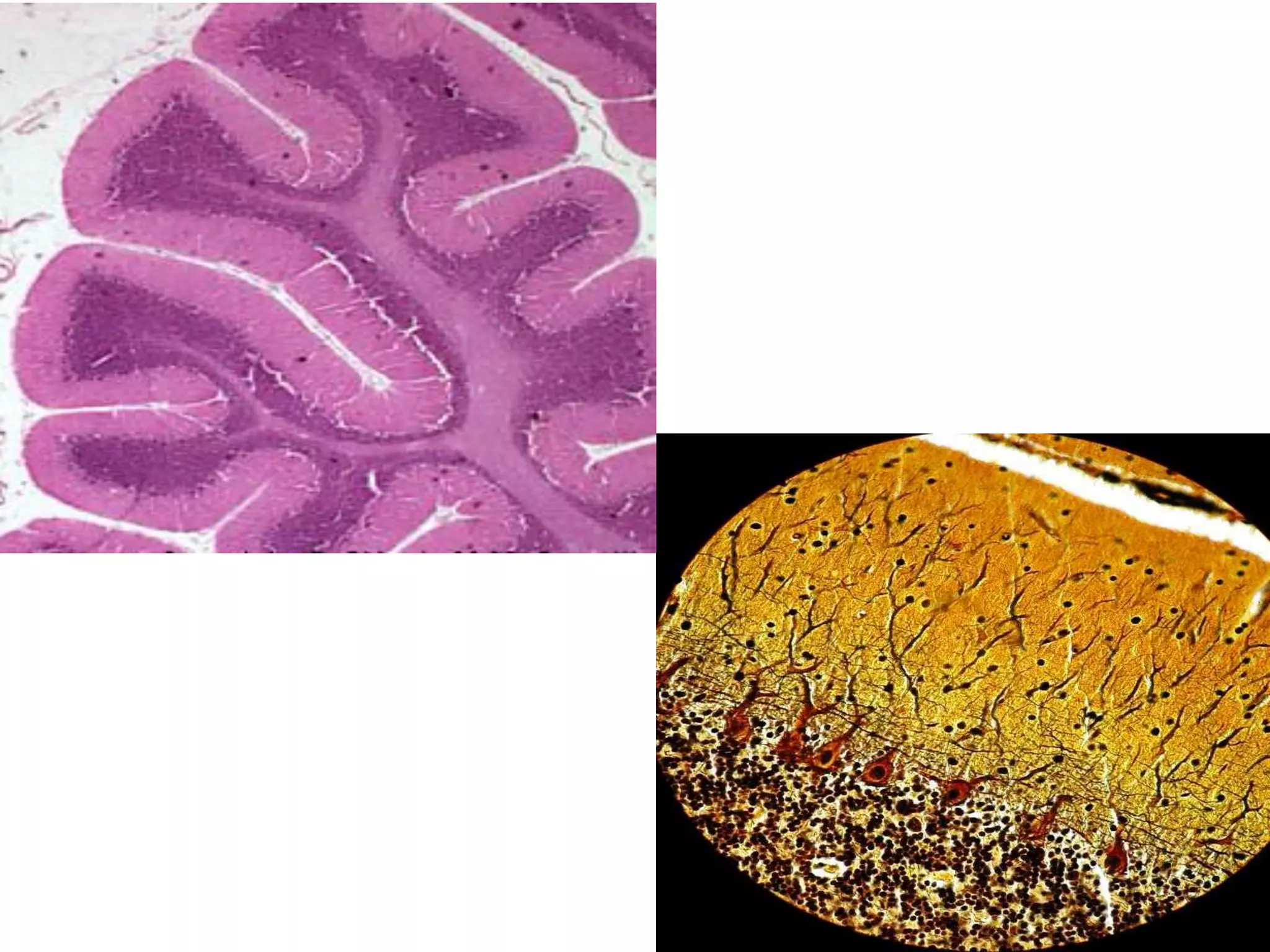 Histology of cerebrum and cerebellum | PDF