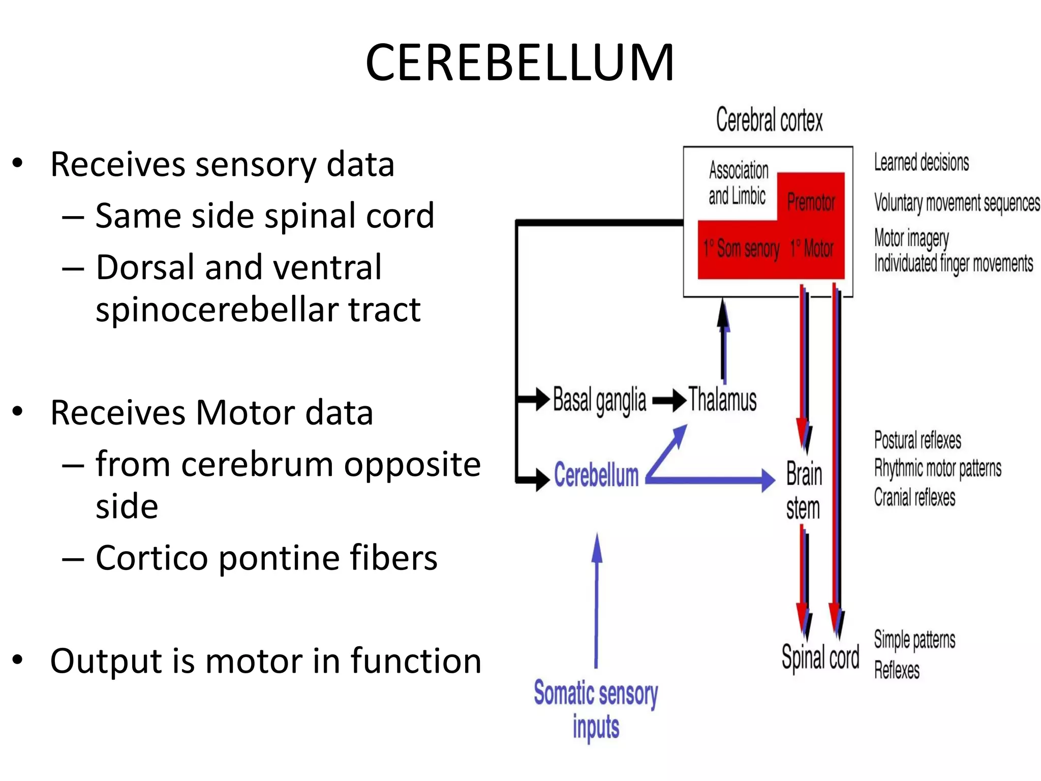 Histology of cerebrum and cerebellum | PDF