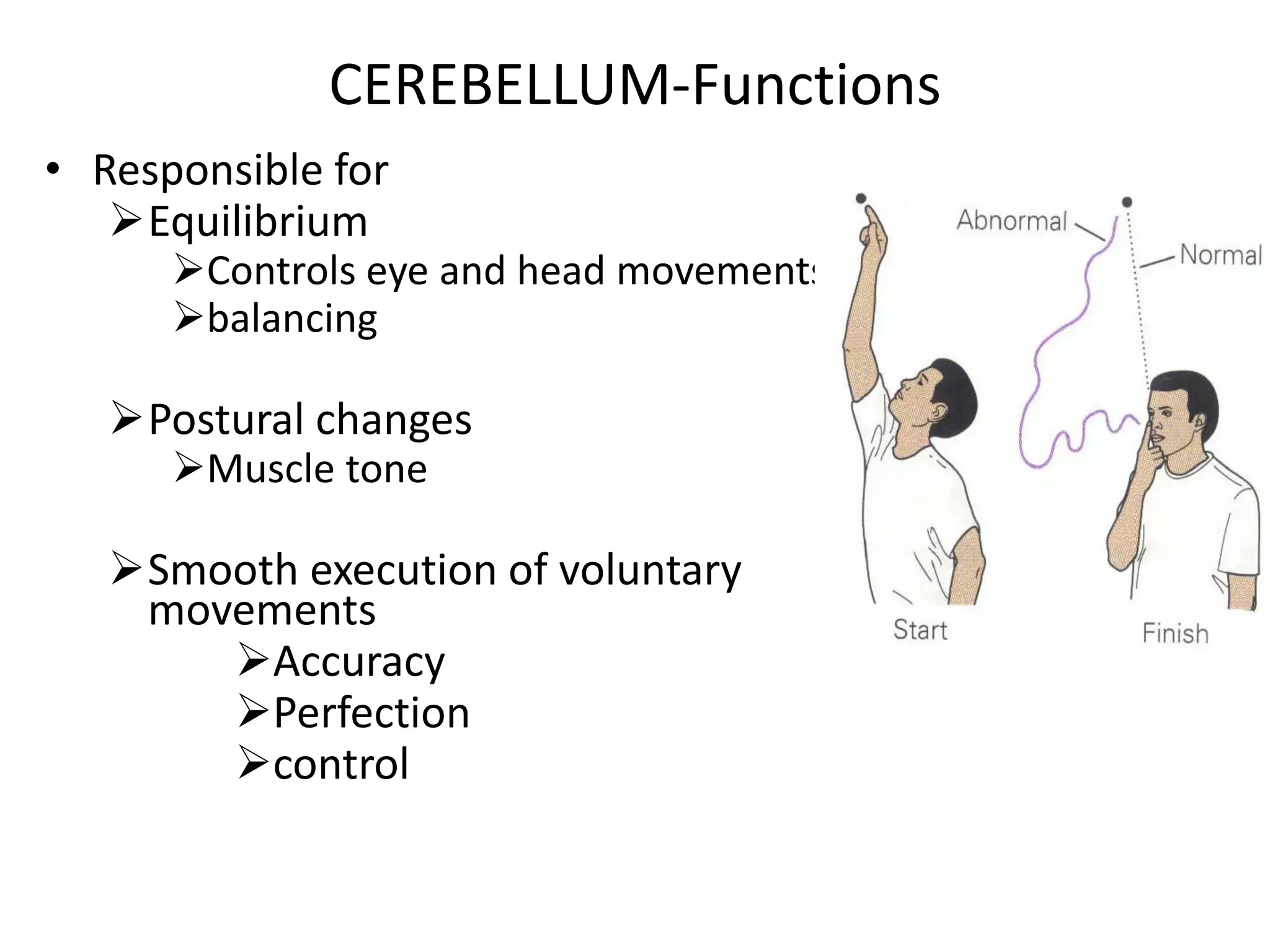 Histology of cerebrum and cerebellum | PDF