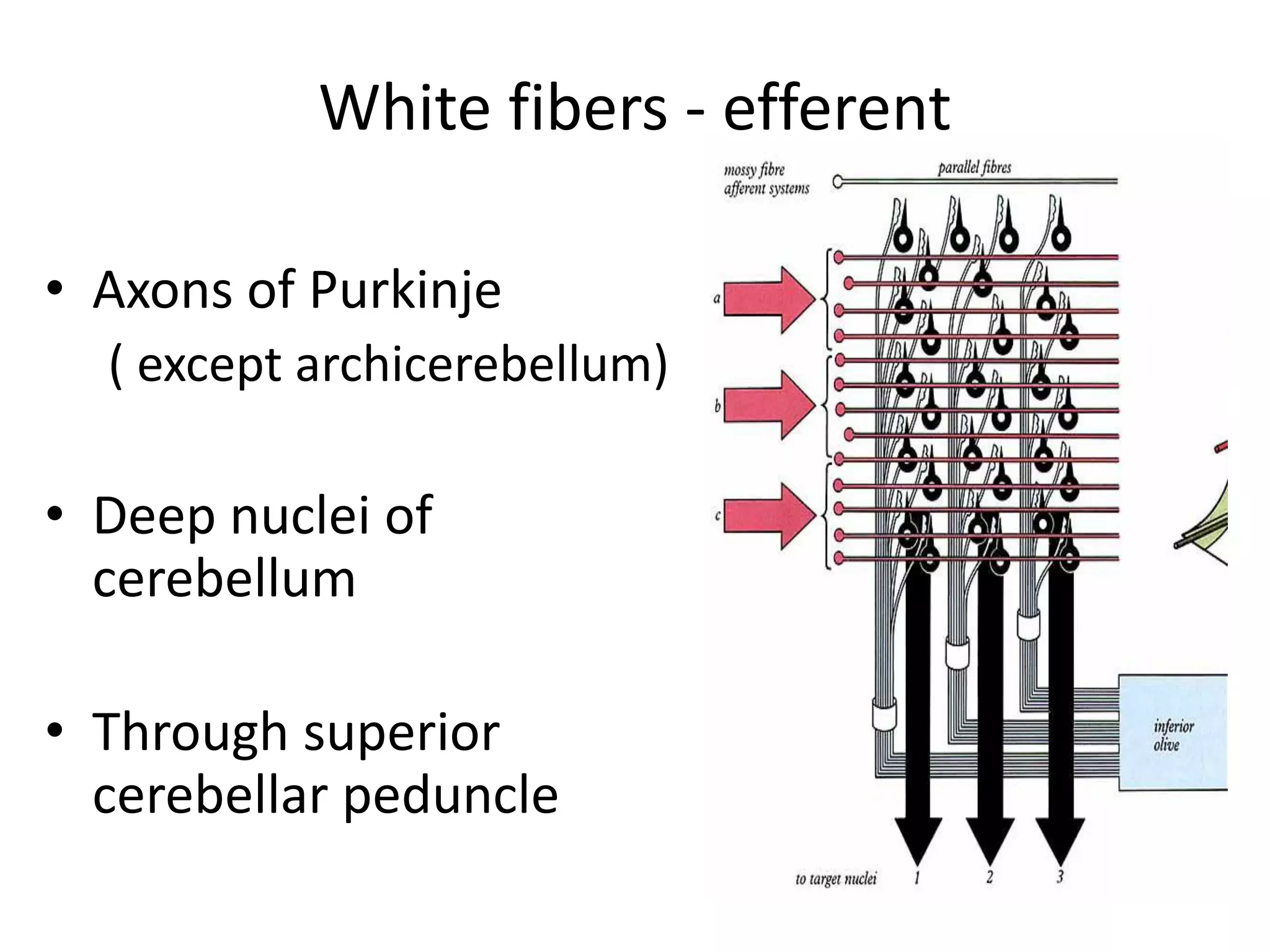 Histology of cerebrum and cerebellum | PDF