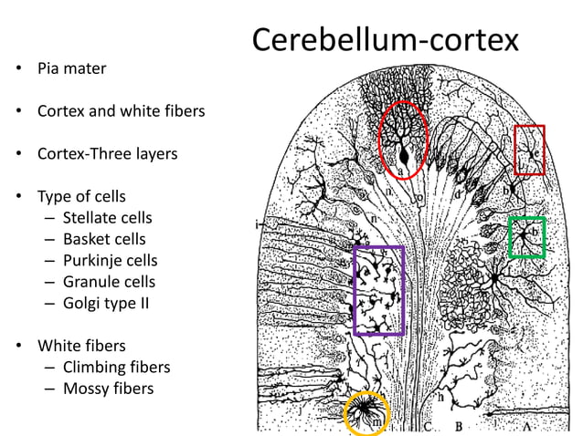 Histology of cerebrum and cerebellum | PDF