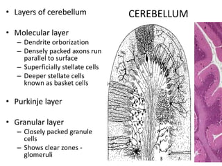 Histology of cerebrum and cerebellum | PDF