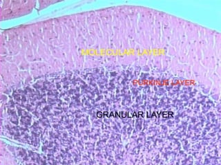 Histology of cerebrum and cerebellum | PDF