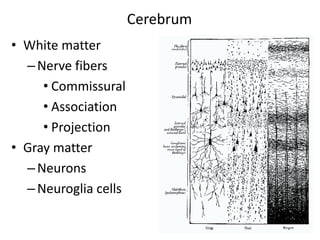 Cerebrum Histology Layers