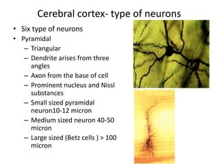 Histology of cerebrum and cerebellum | PDF