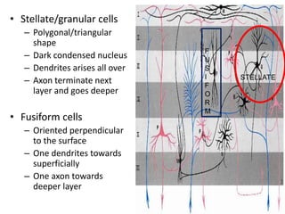 Histology of cerebrum and cerebellum | PDF