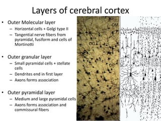 Histology of cerebrum and cerebellum | PDF