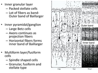 Histology of cerebrum and cerebellum | PDF