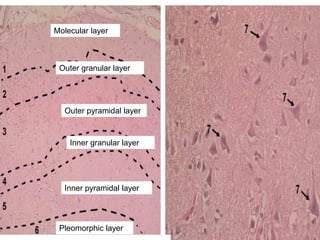 Histology of cerebrum and cerebellum | PDF