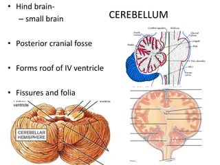 Histology of cerebrum and cerebellum | PDF