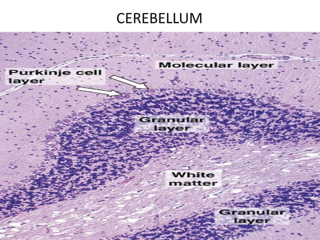 Histology of cerebrum and cerebellum