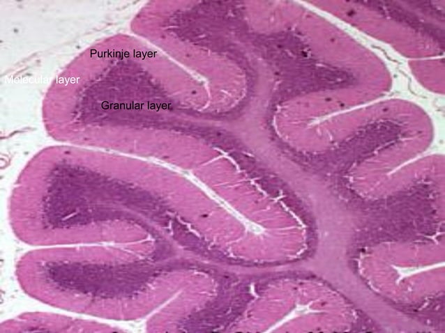 Histology of cerebrum and cerebellum