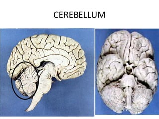 Cerebrum And Cerebellum