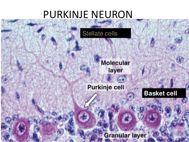 Histology of cerebrum and cerebellum