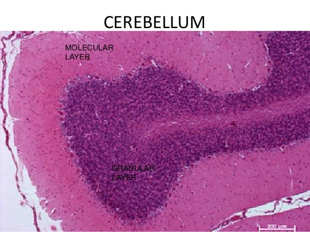 Histology of cerebrum and cerebellum