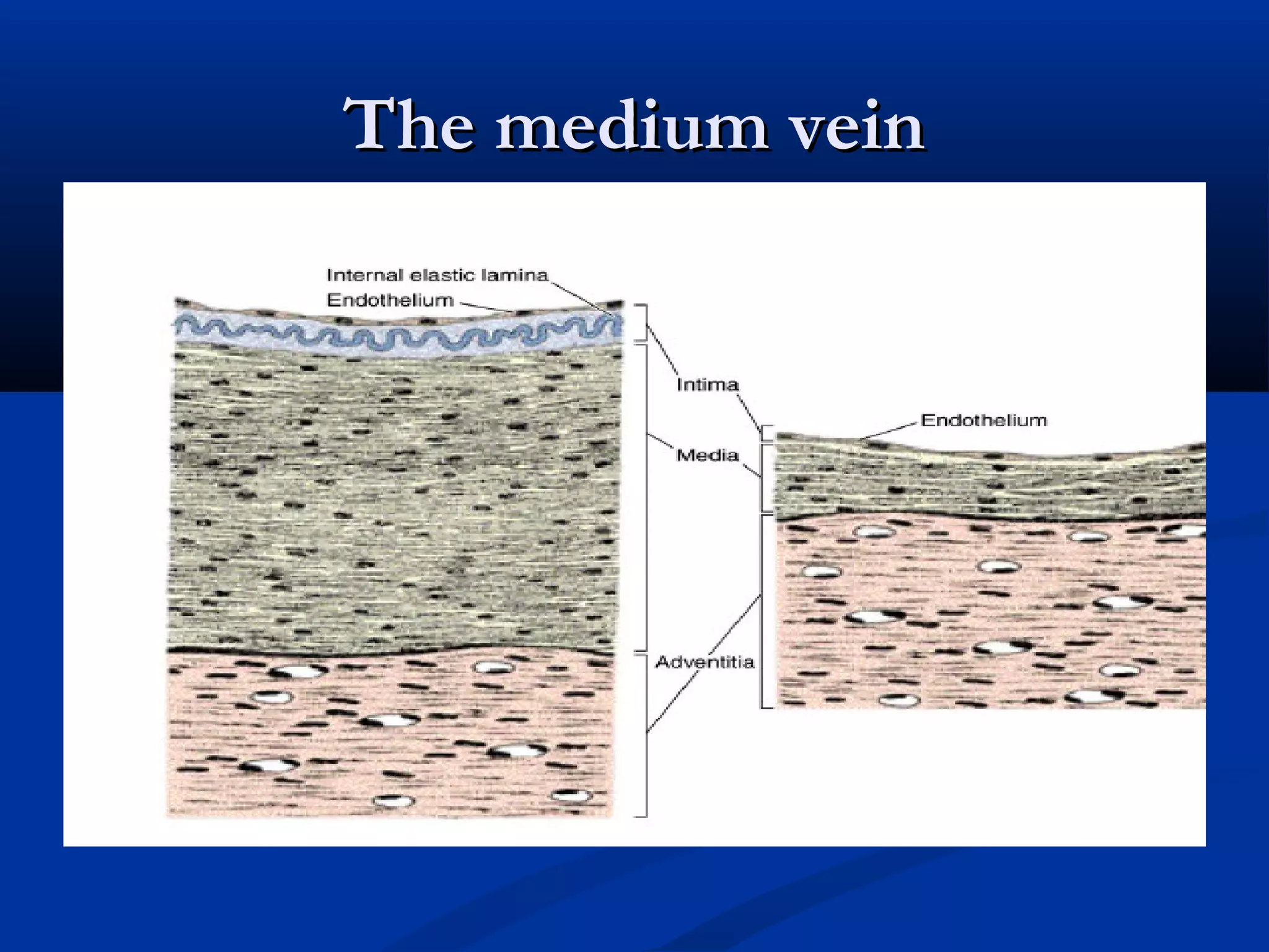 Histology of circulatory system | PPT