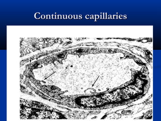 Continuous Capillaries Histology