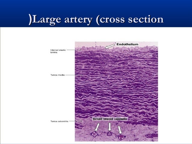Circulatory System: The Histology Guide – GOMW