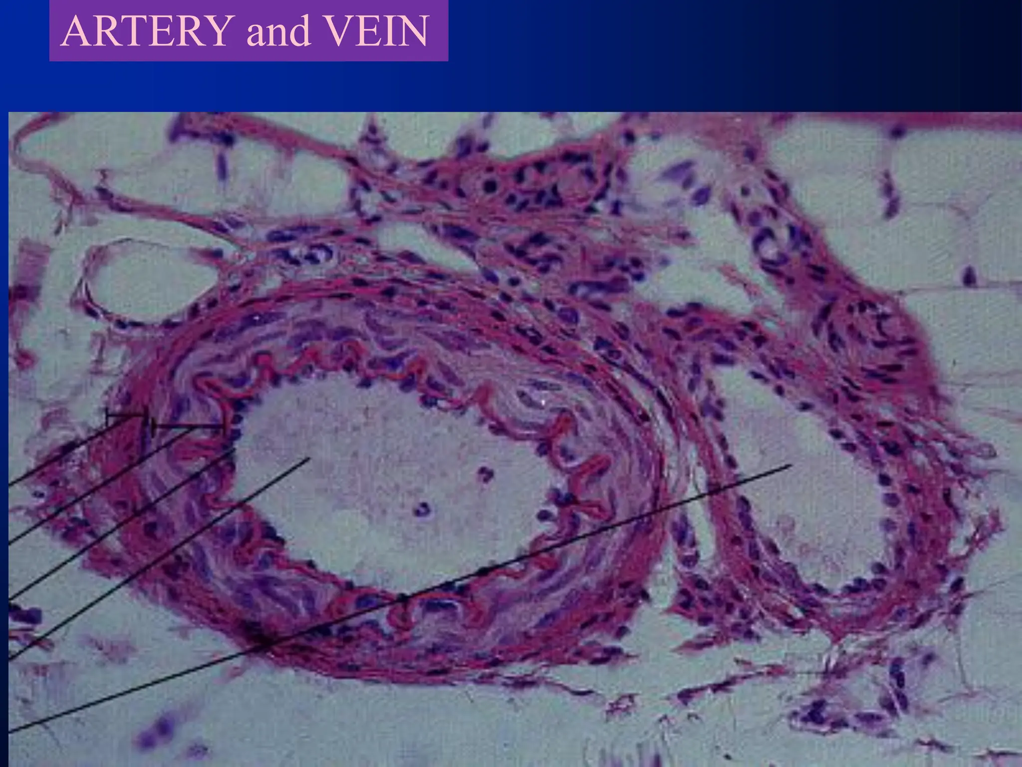 histology of circulatory system.pdf