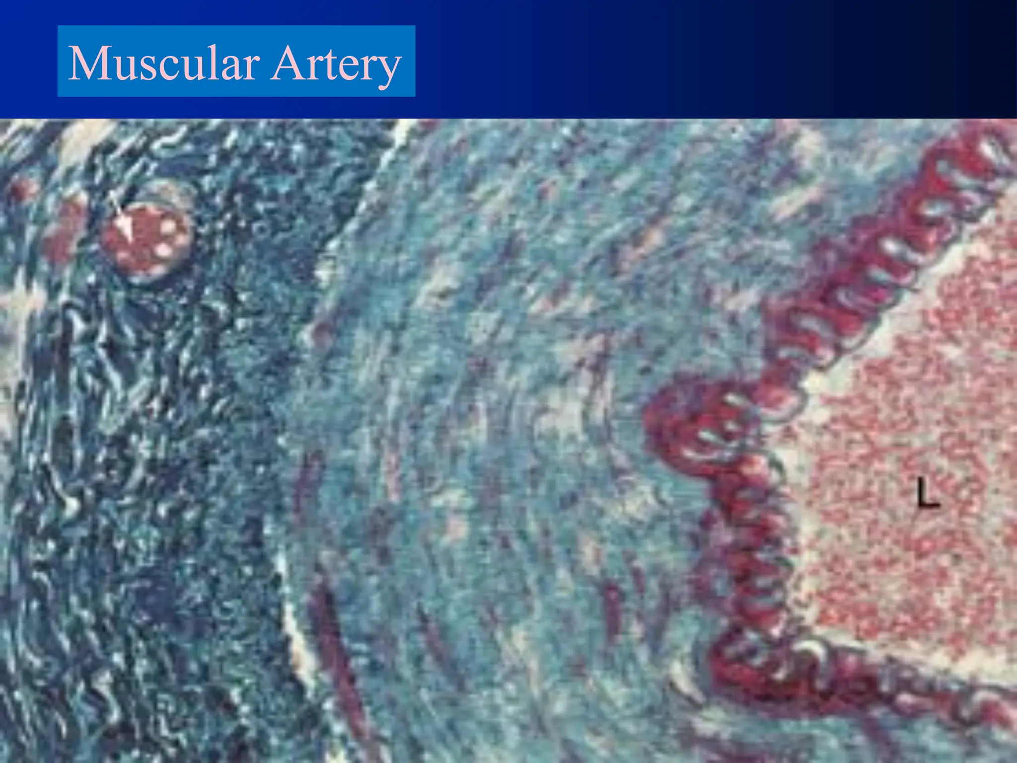 histology of circulatory system.pdf