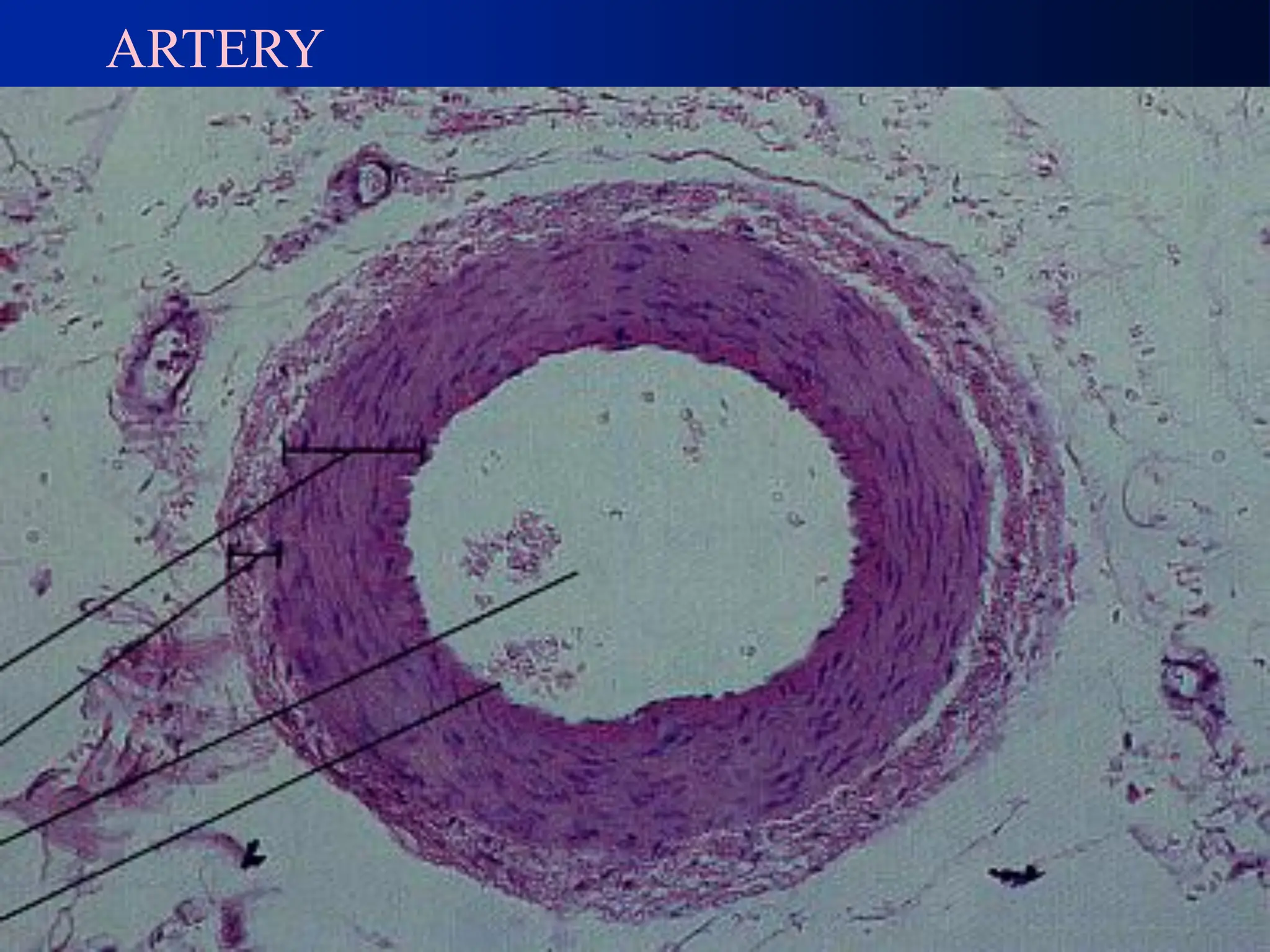histology of circulatory system.pdf