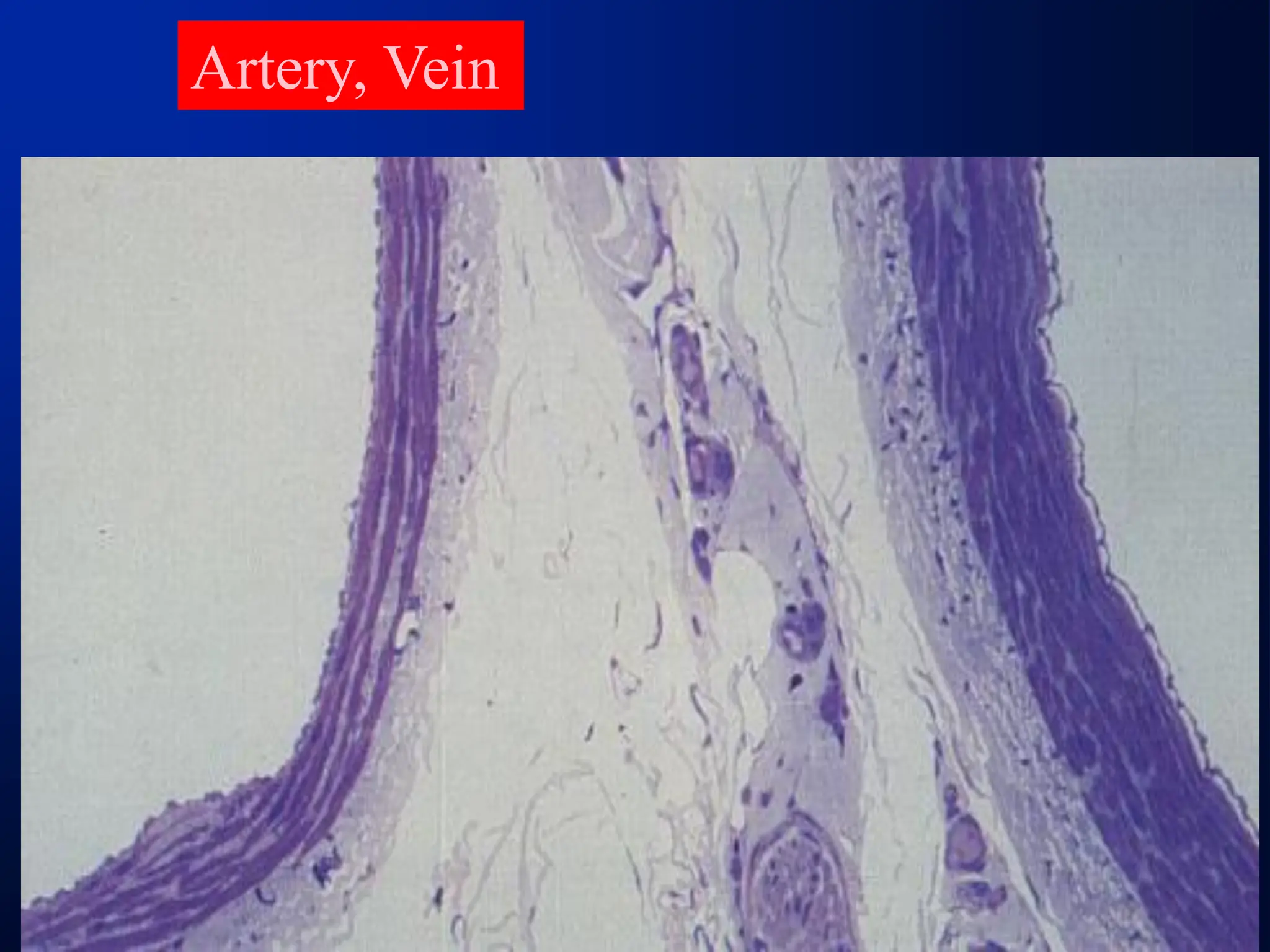 histology of circulatory system.pdf