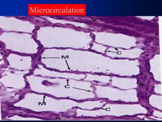 histology of circulatory system.pdf
