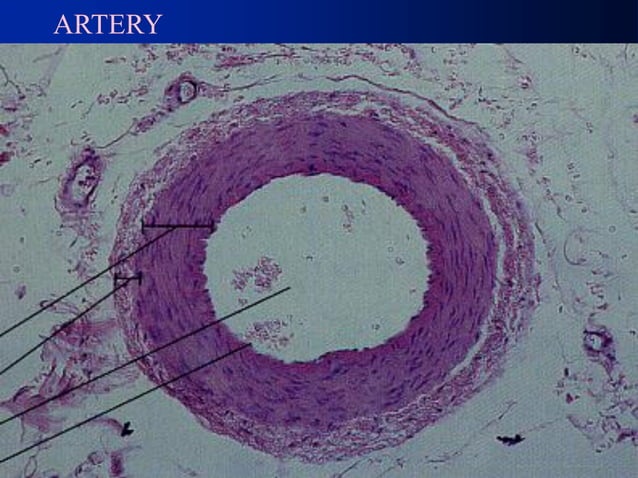 histology of circulatory system.pdf