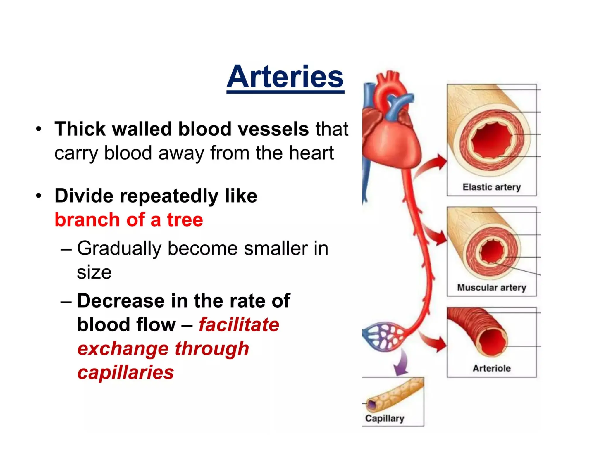 Histology of Circulatory System,arteries veins capillaries small medium and large | PPTX | Heart ...