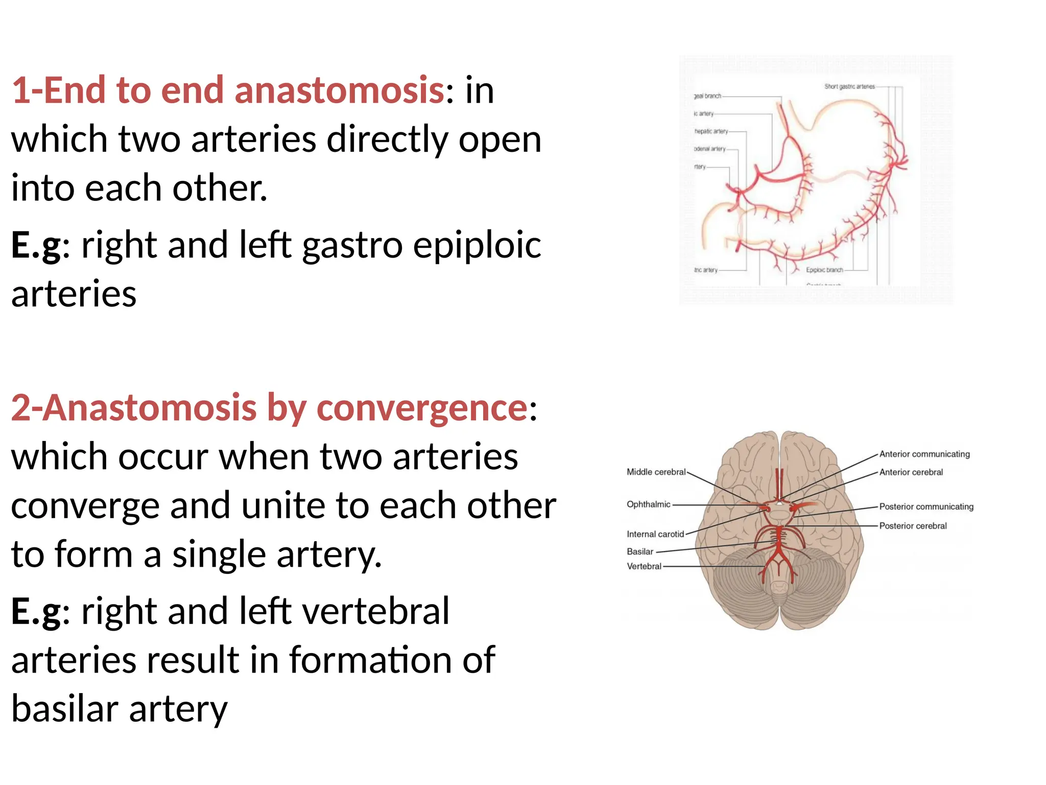 Histology of Circulatory System,arteries veins capillaries small medium ...