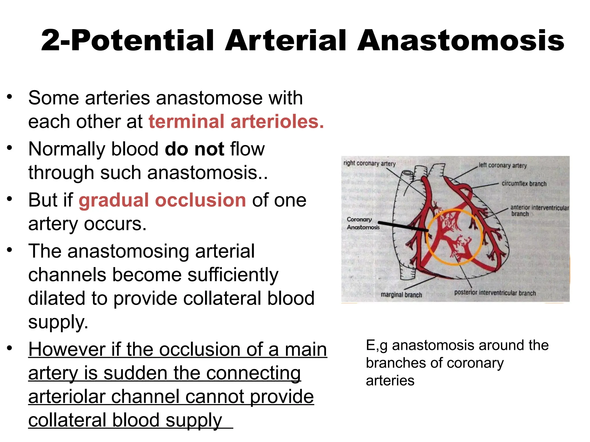 Histology of Circulatory System,arteries veins capillaries small medium ...