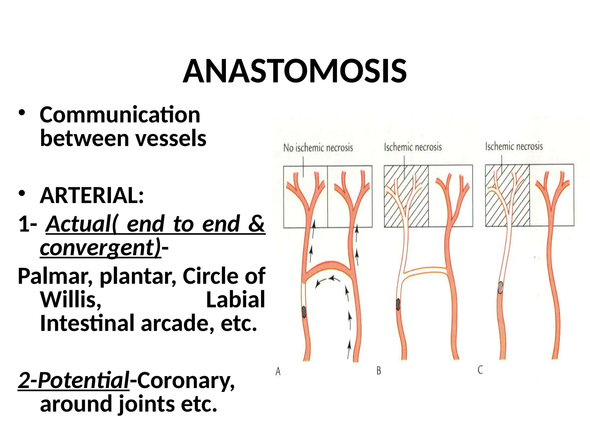 Histology of Circulatory System,arteries veins capillaries small medium ...