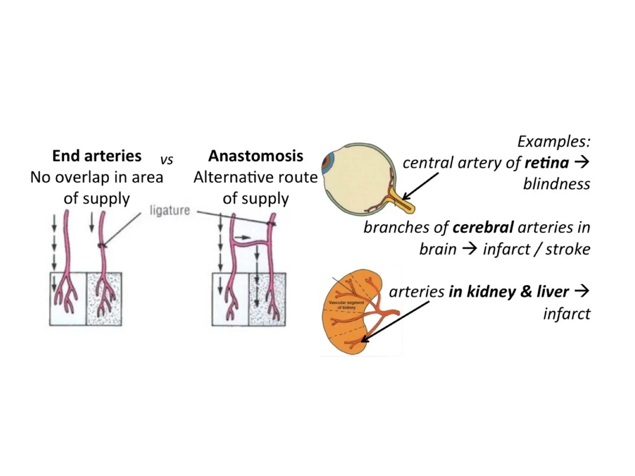 Histology of Circulatory System,arteries veins capillaries small medium ...
