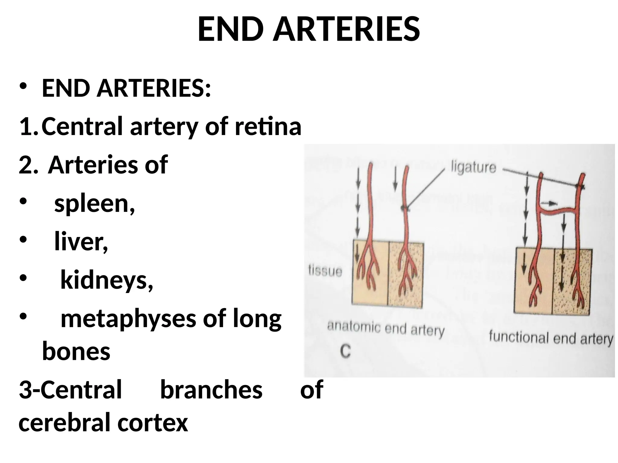 Histology of Circulatory System,arteries veins capillaries small medium ...