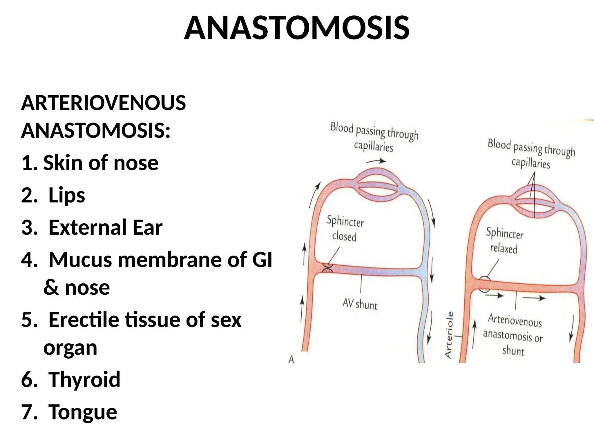 Histology of Circulatory System,arteries veins capillaries small medium ...