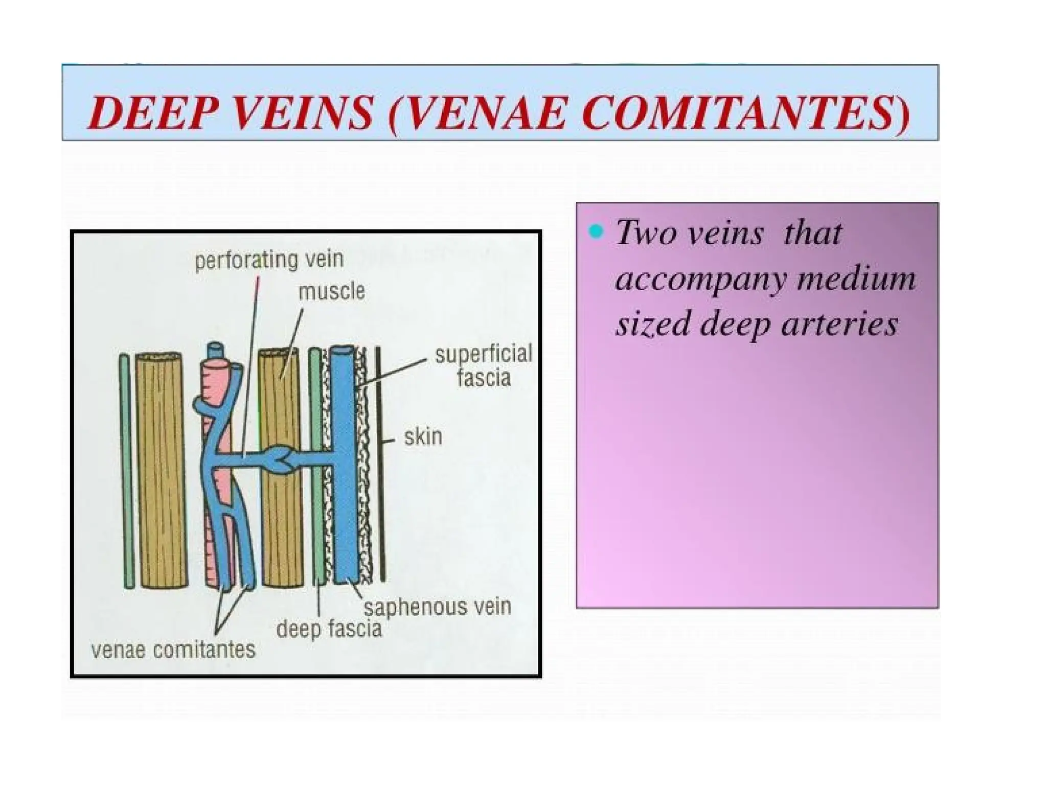 Histology of Circulatory System,arteries veins capillaries small medium ...