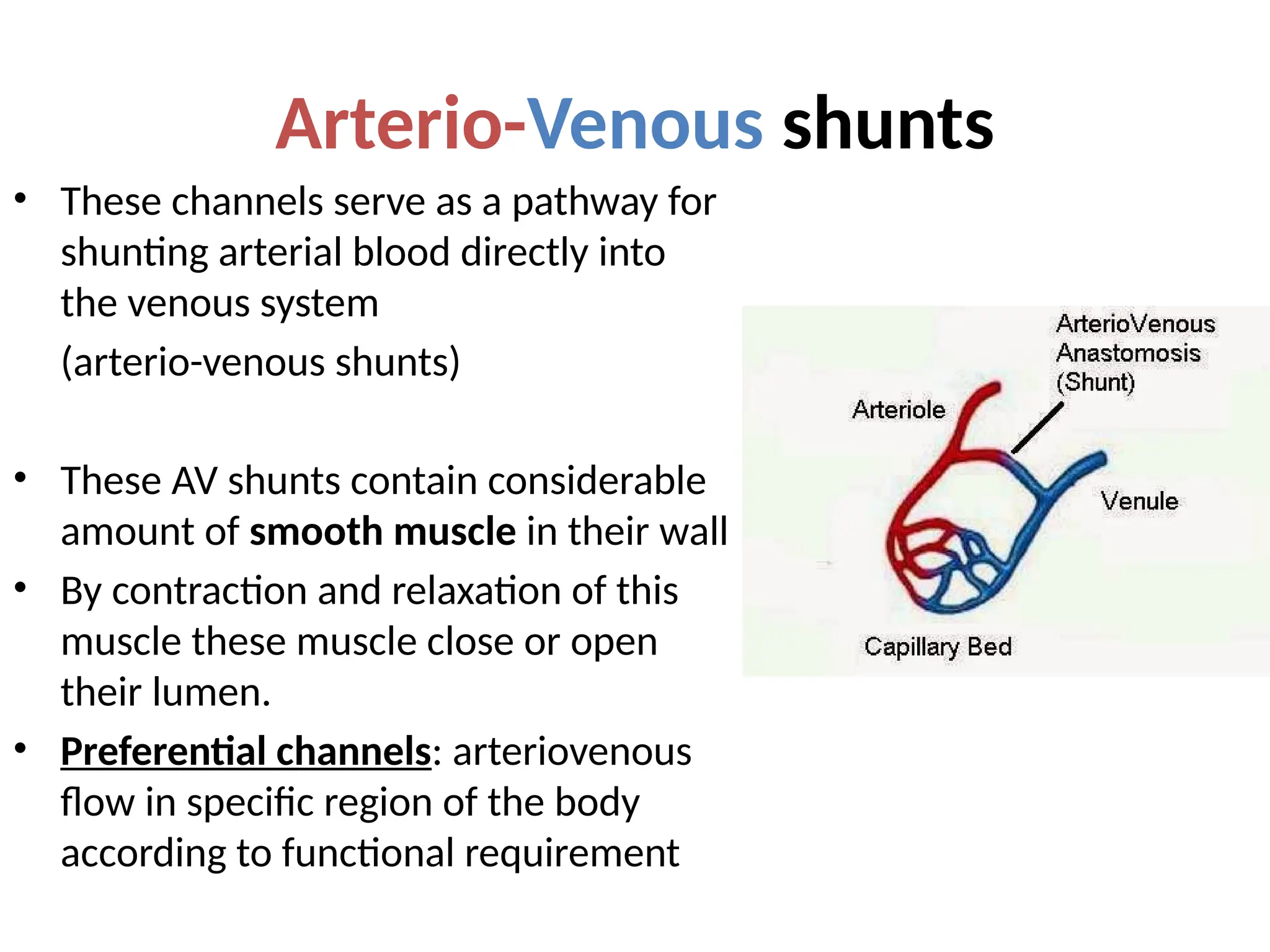 Histology of Circulatory System,arteries veins capillaries small medium ...