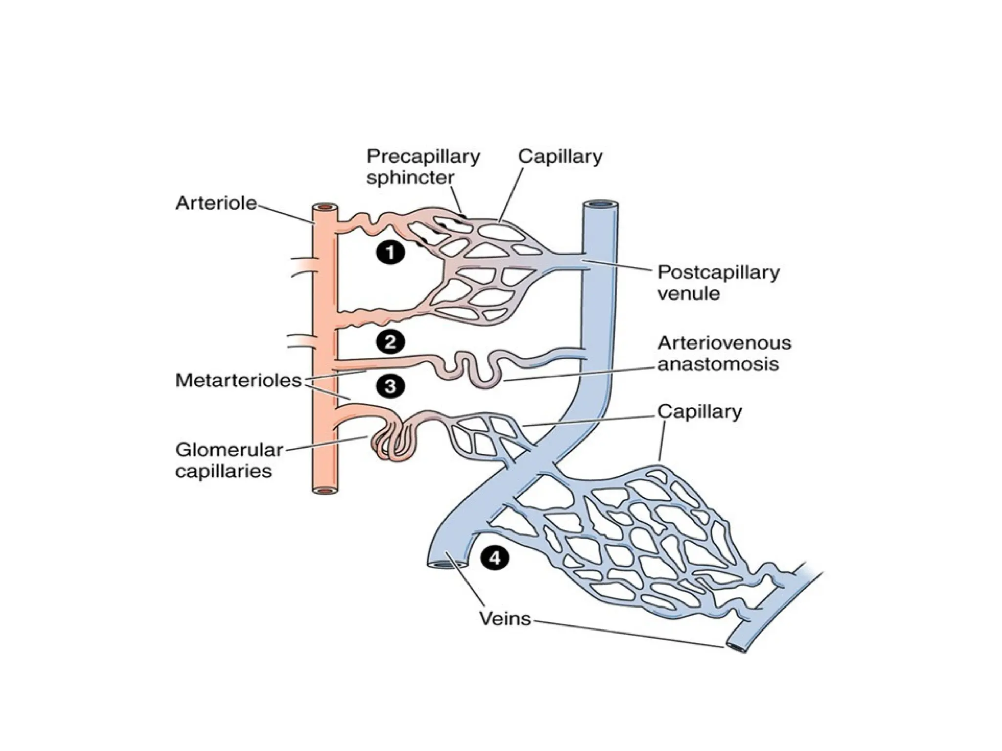 Histology of Circulatory System,arteries veins capillaries small medium ...