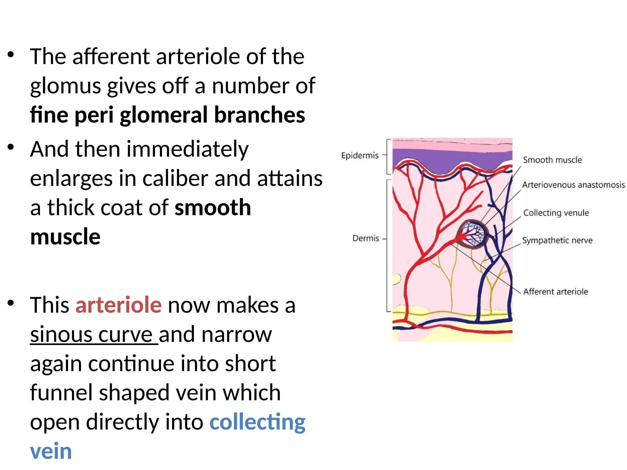 Histology of Circulatory System,arteries veins capillaries small medium ...
