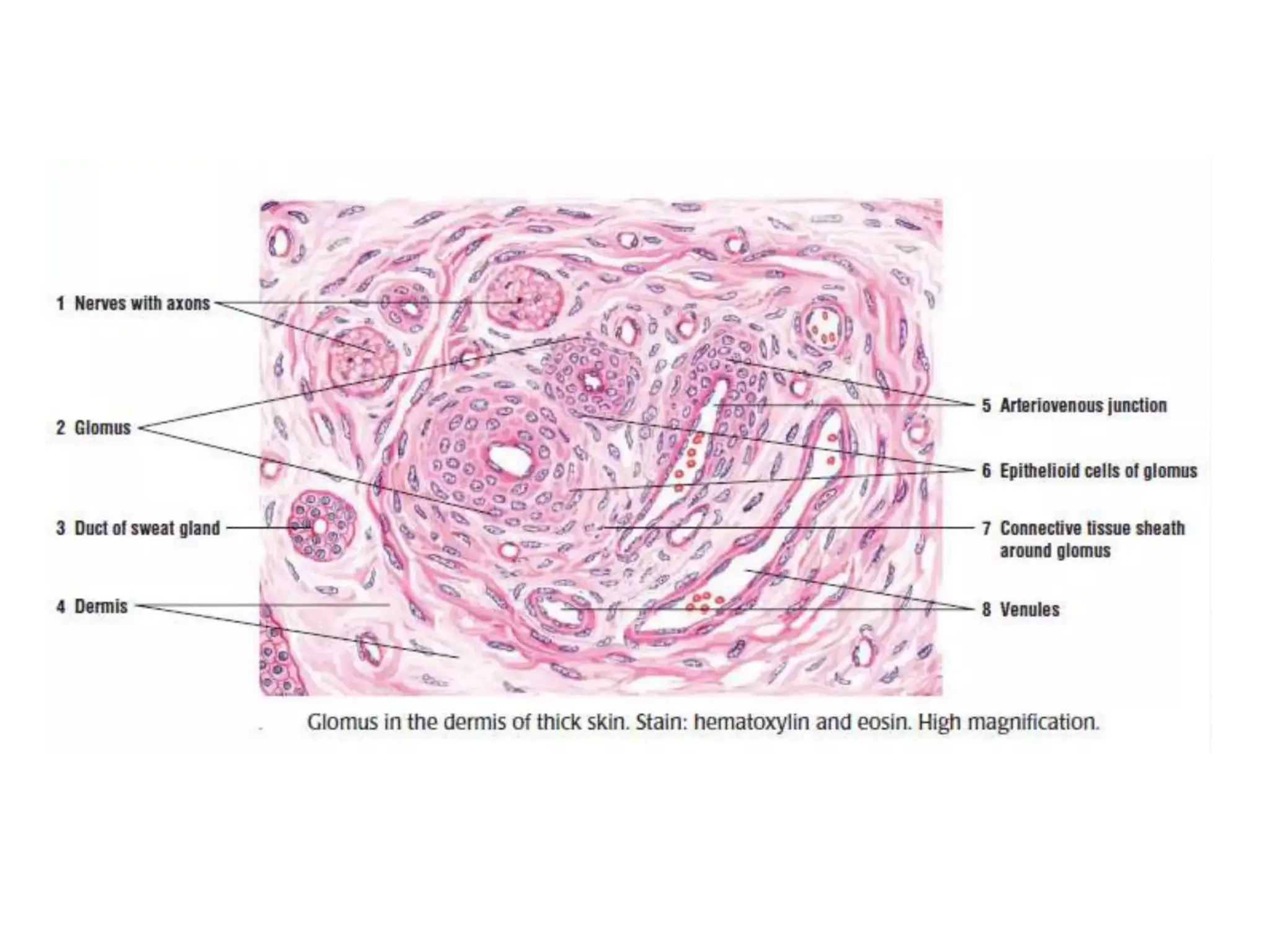 Histology of Circulatory System,arteries veins capillaries small medium ...