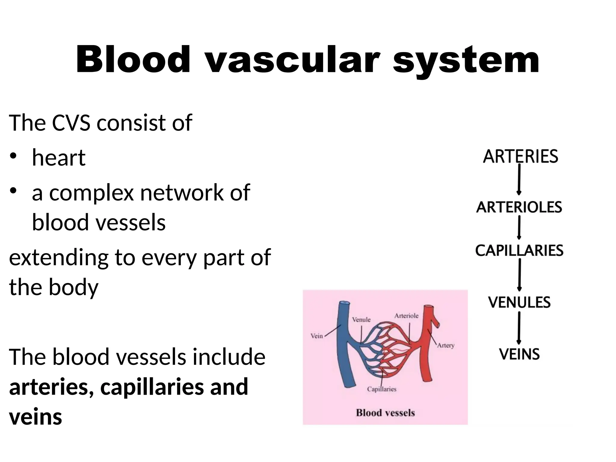 Histology of Circulatory System,arteries veins capillaries small medium ...