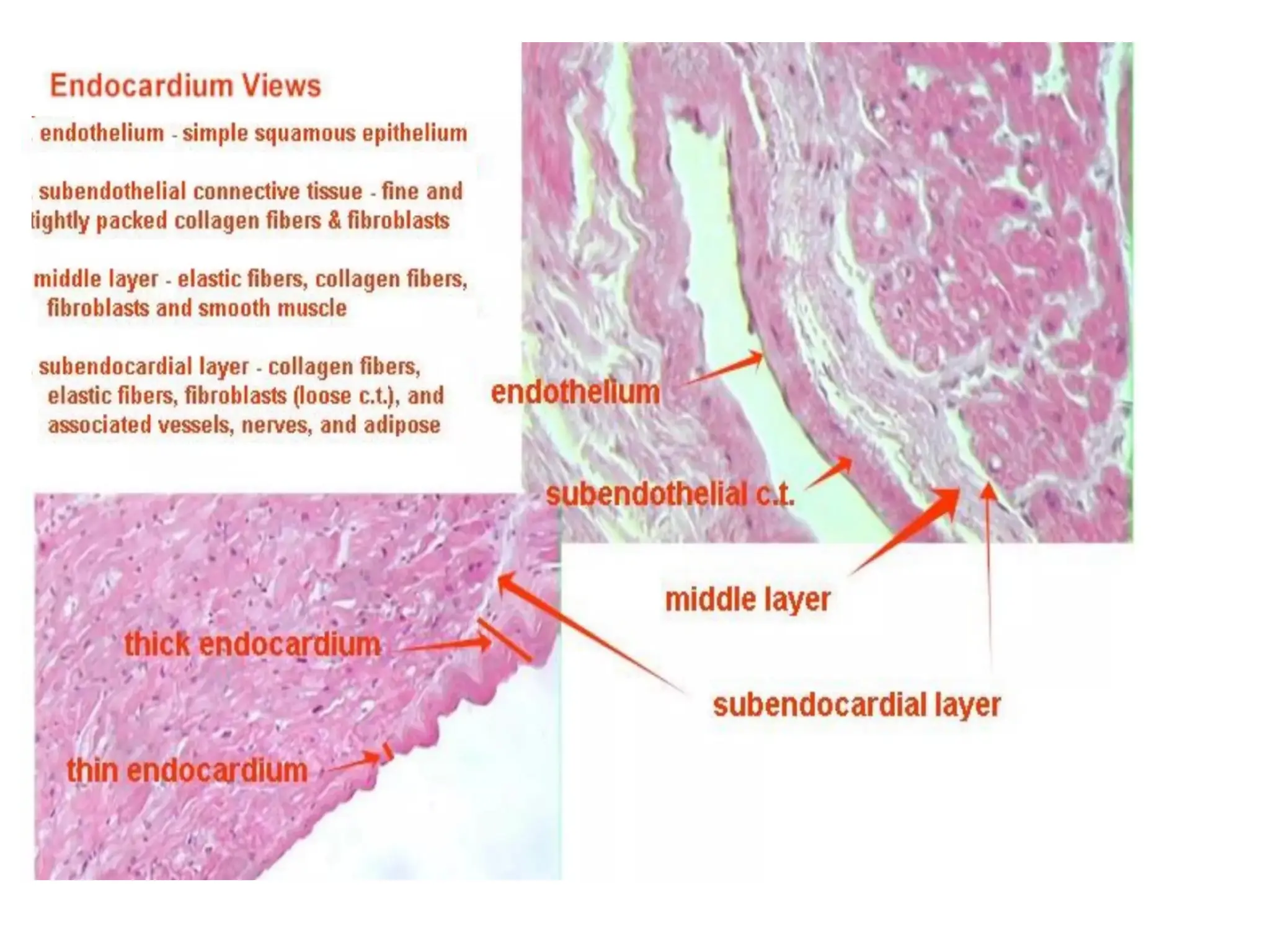 Histology of Circulatory System,arteries veins capillaries small medium ...