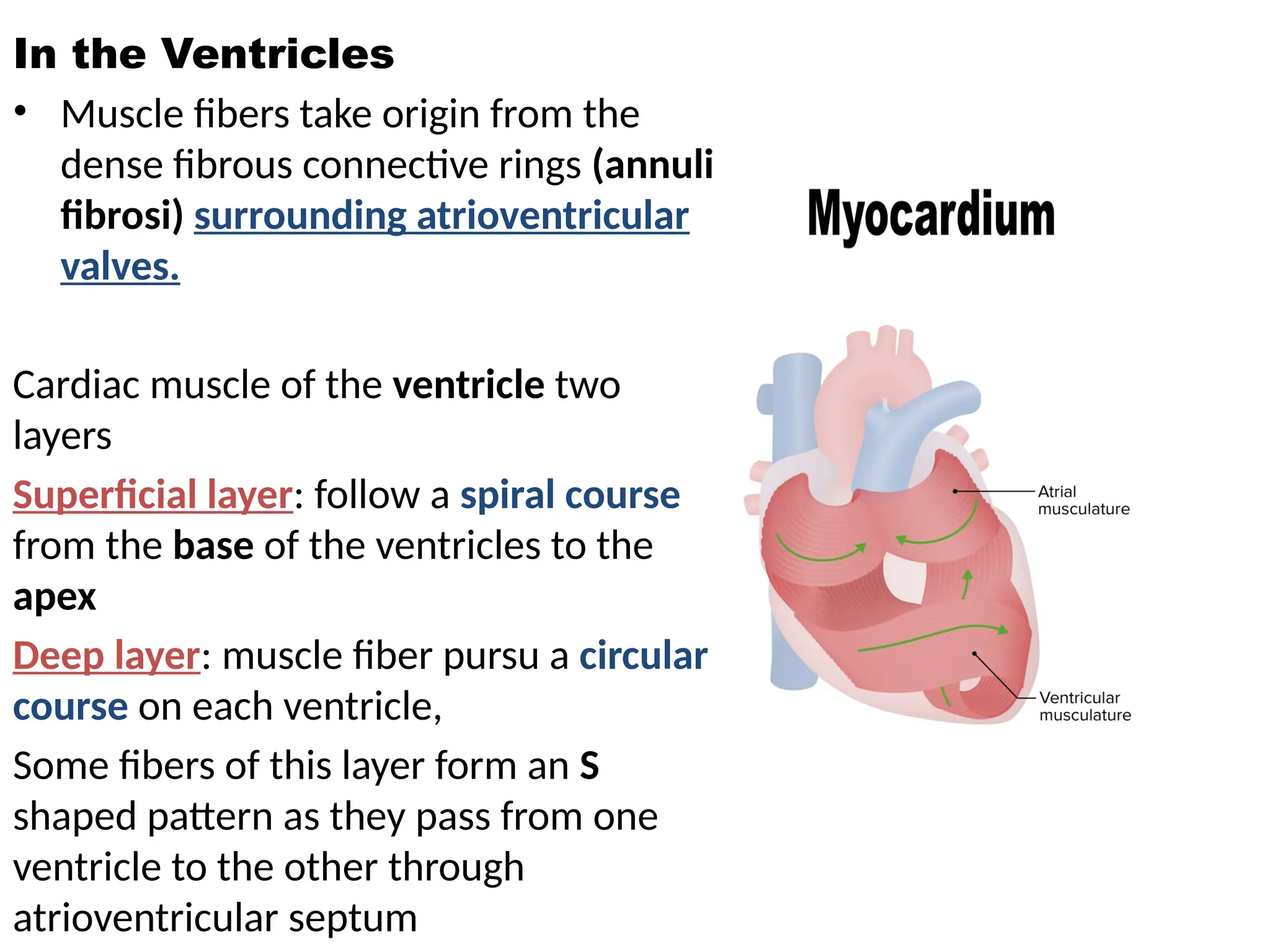 Histology of Circulatory System,arteries veins capillaries small medium ...